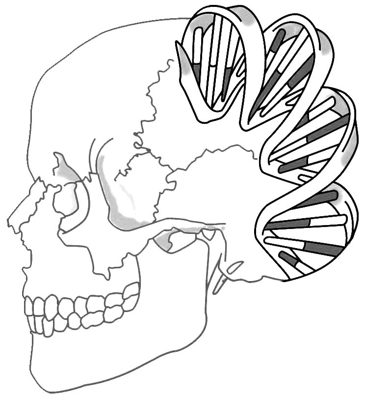 Blog | Roman DNA Project | Unlocking the secrets of Roman bodies